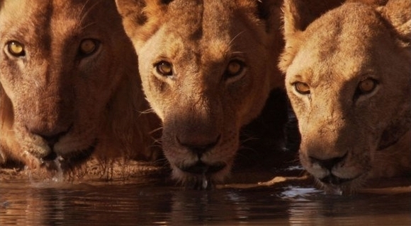 Disney pregăteşte noi documentare despre animale - CineMagia.ro